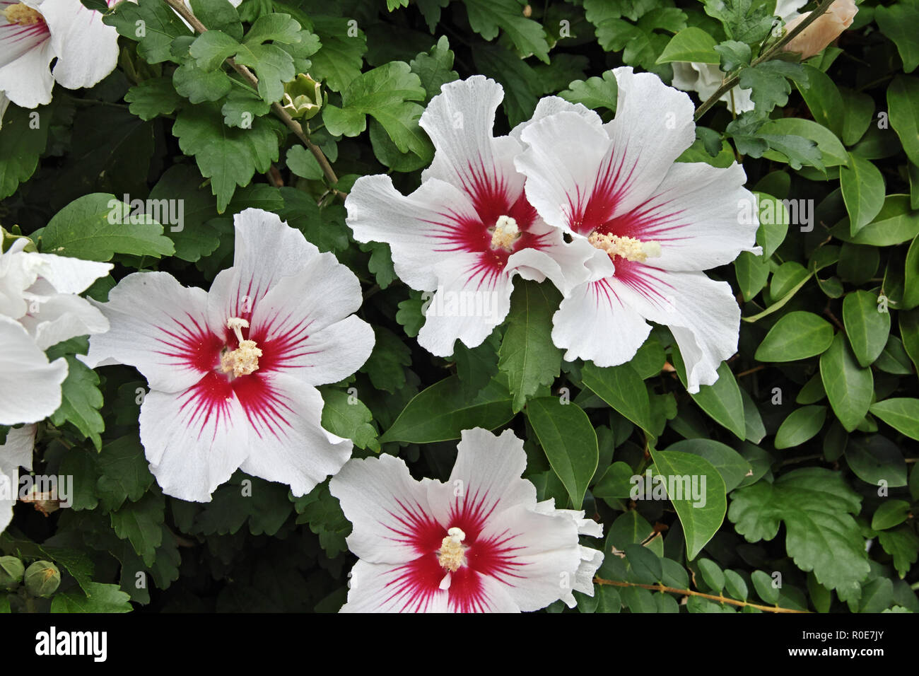 rose mallow plant in full blooming, hibiscus syriacus Stock Photo - Alamy