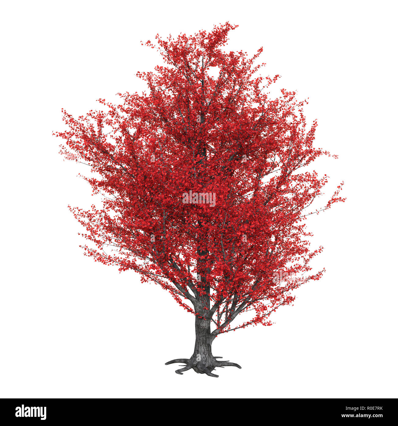 3D rendering of a red poplar tree isolated on white background Stock ...