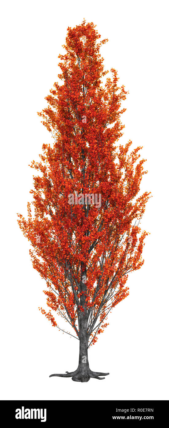 3D rendering of a red poplar tree isolated on white background Stock ...