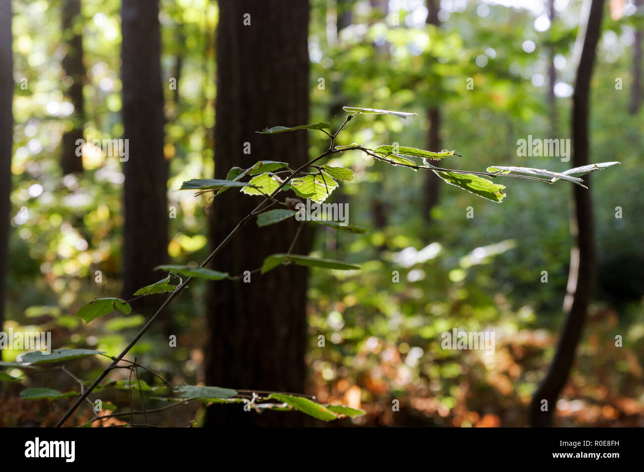 Binstead High Resolution Stock Photography and Images - Alamy