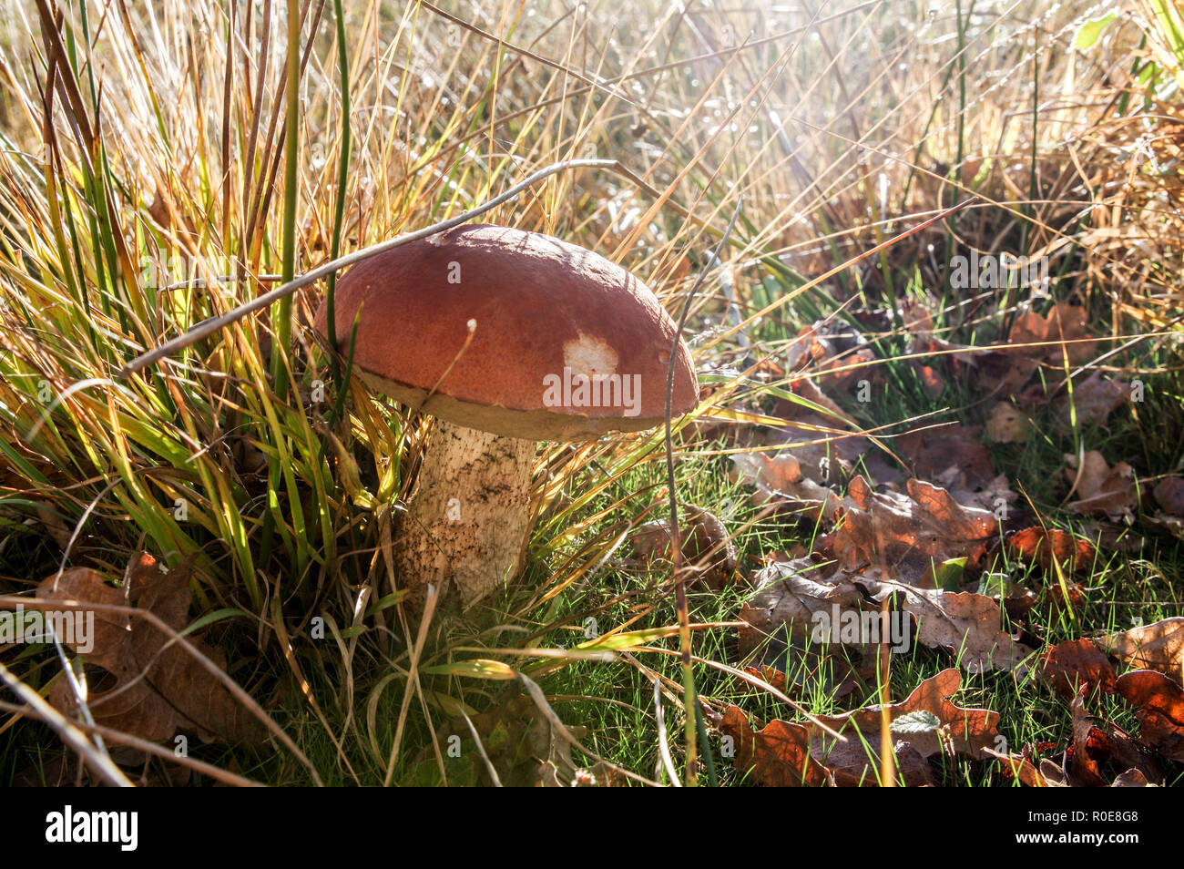 Beautiful specimen of birch bolete (Leccinum scabrum) in Chailey Common ...