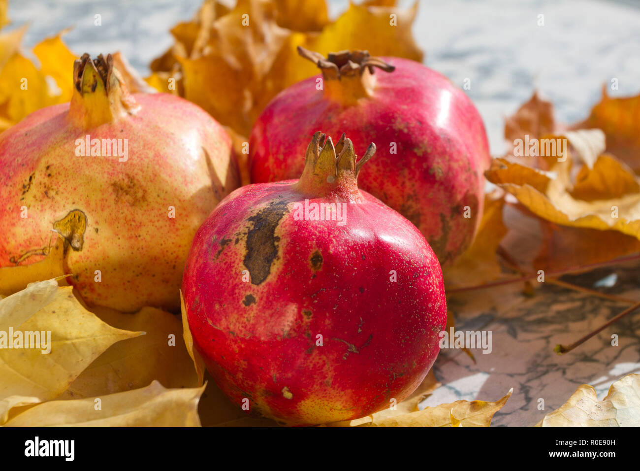 Autumn leaves and pomegranate. Ripe organic pomegranate in still life ...