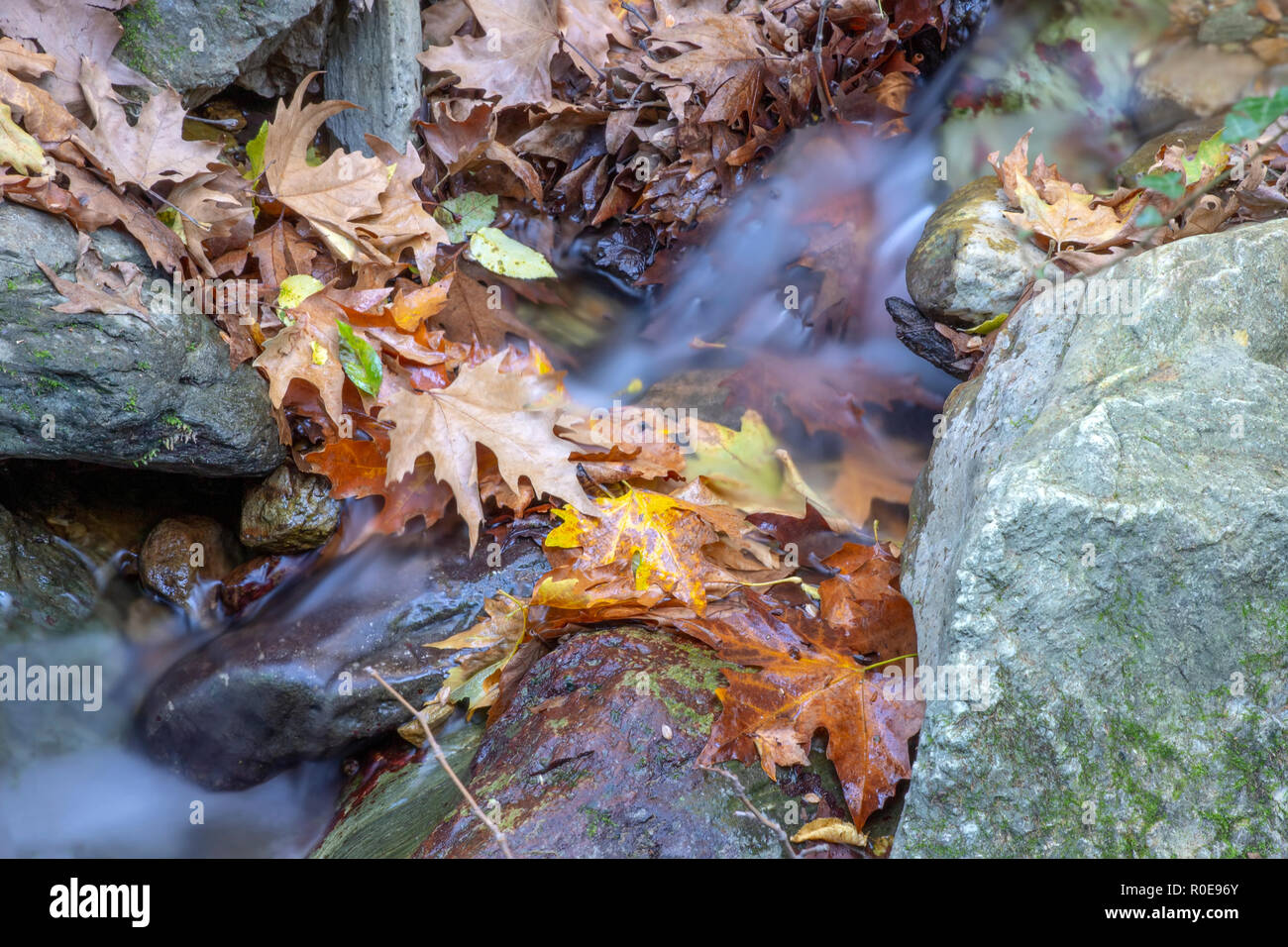 Brook moss covered stones hi-res stock photography and images - Alamy
