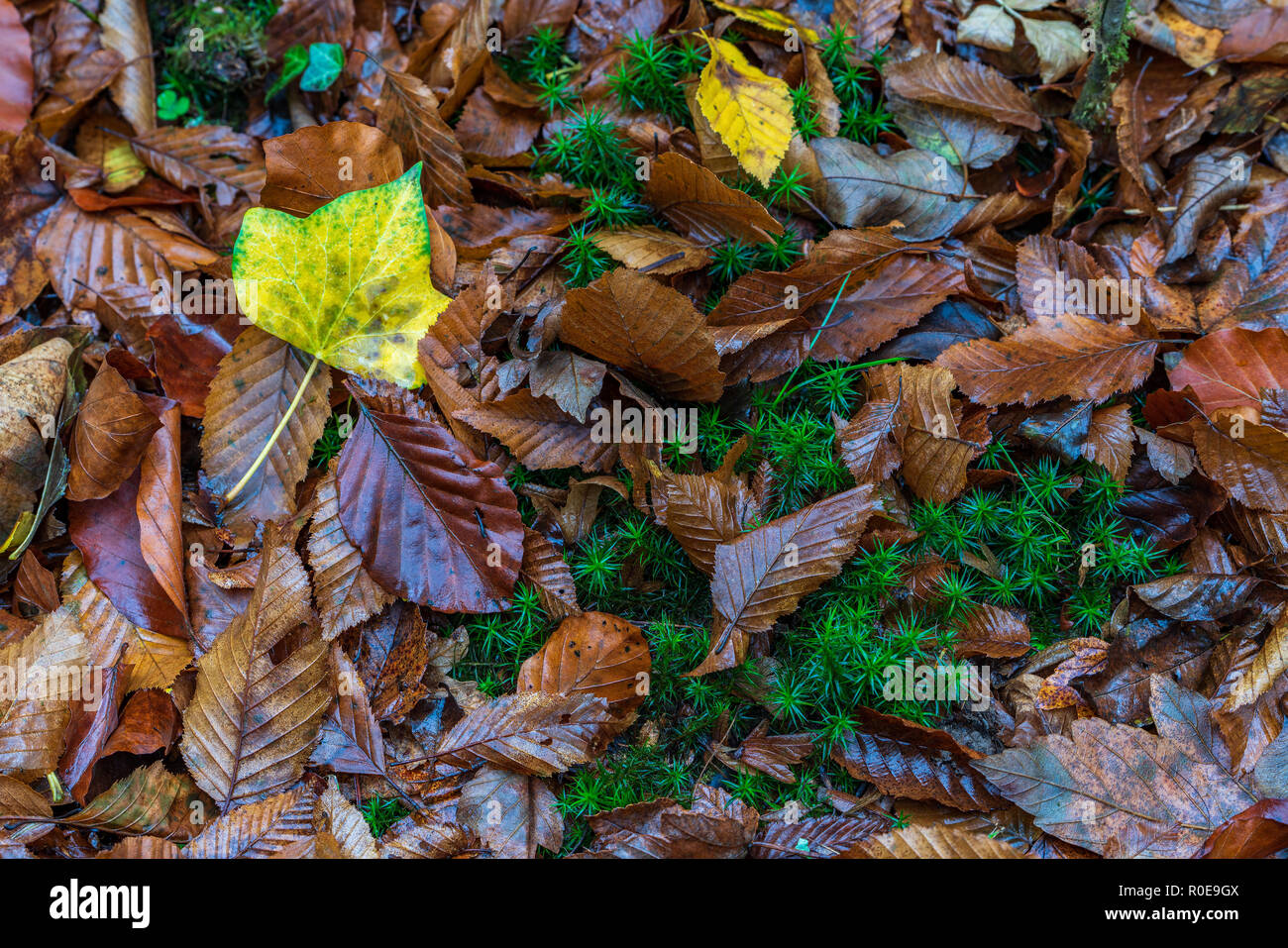 autumn leaves on the ground Stock Photo - Alamy