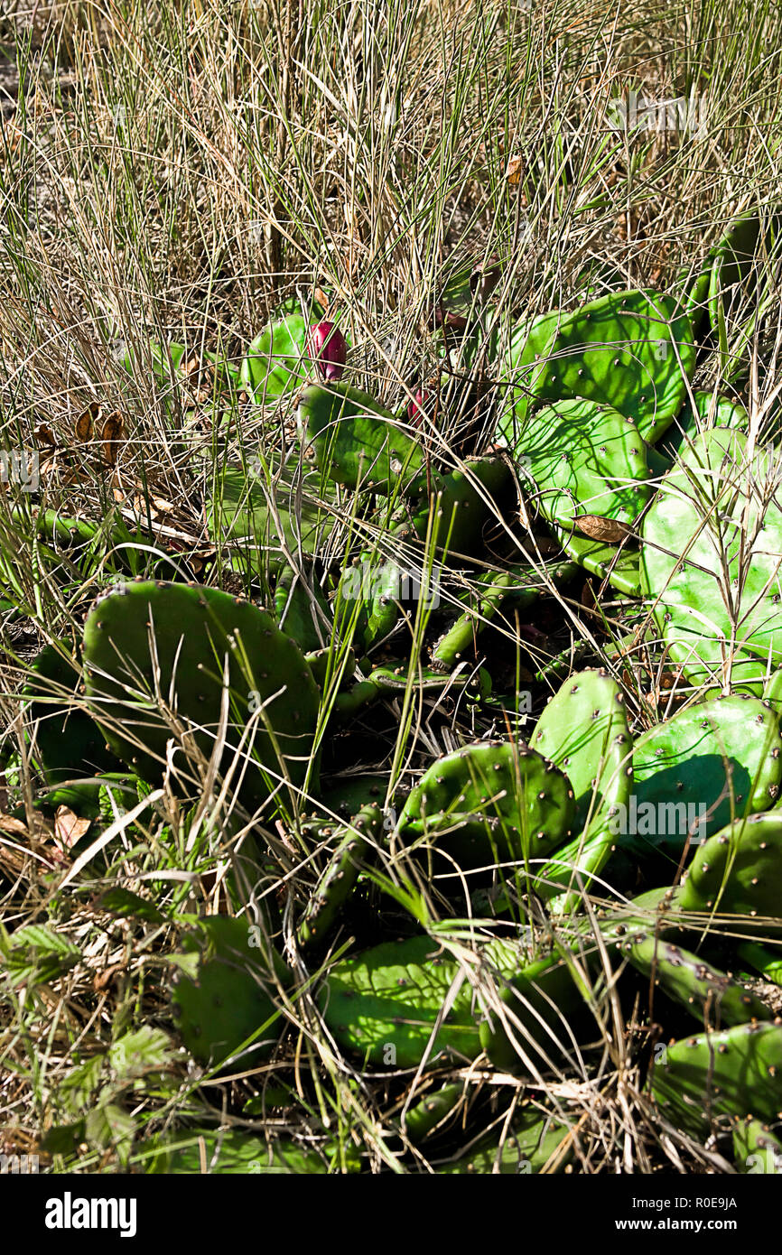 Cactus plants growing in grasses along shoreline Stock Photo - Alamy