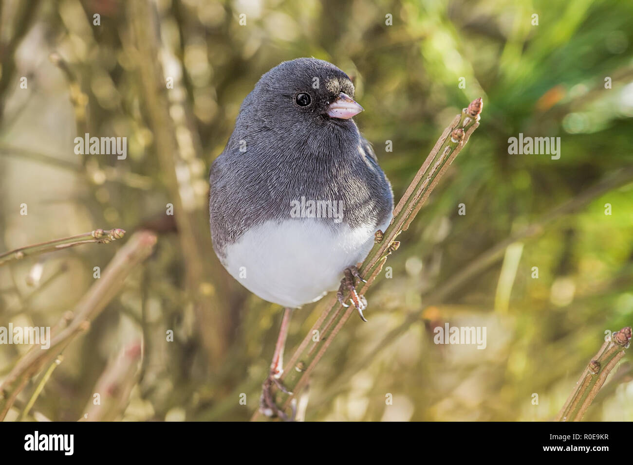 Junco bird hi-res stock photography and images - Alamy