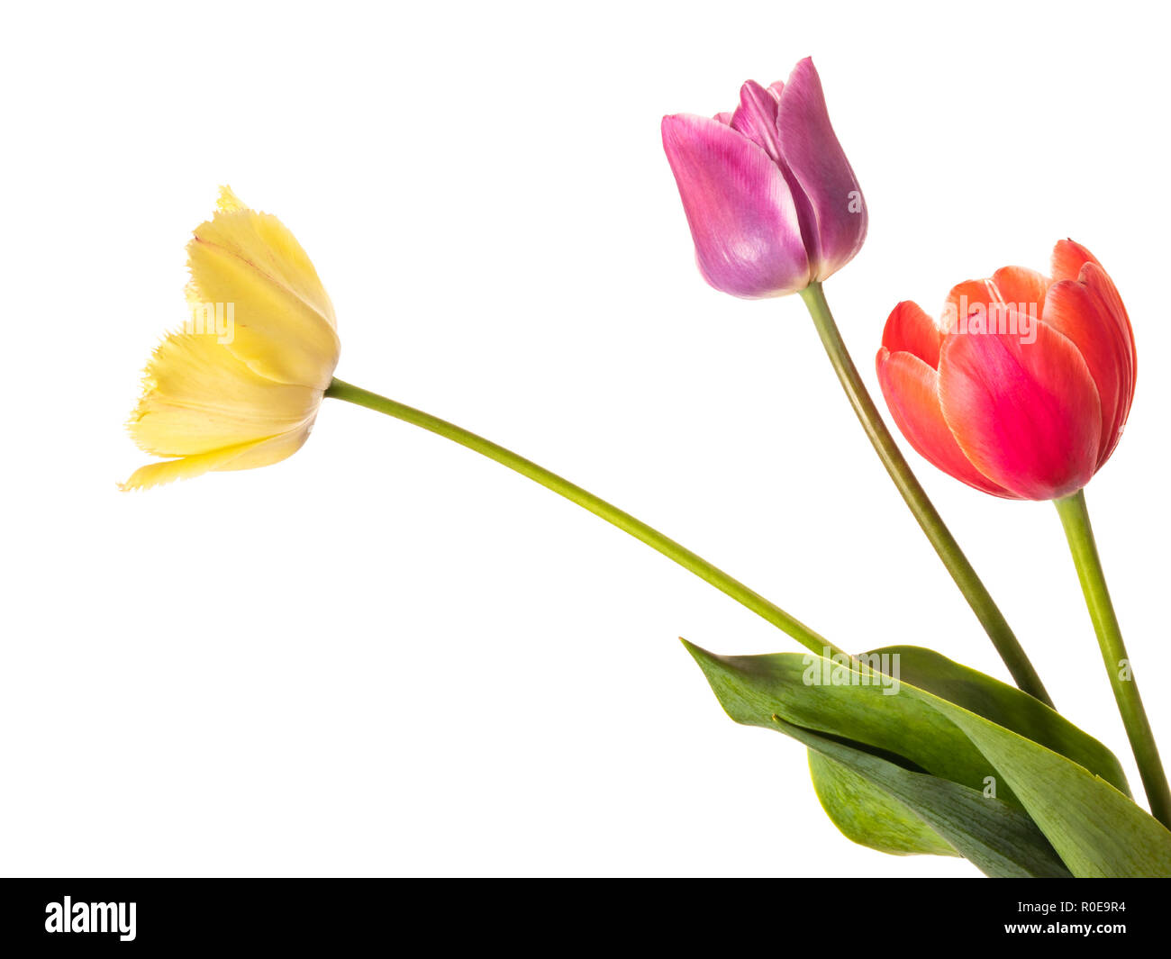 Multi-colored flowers tulips of natural coloring isolated on white ...
