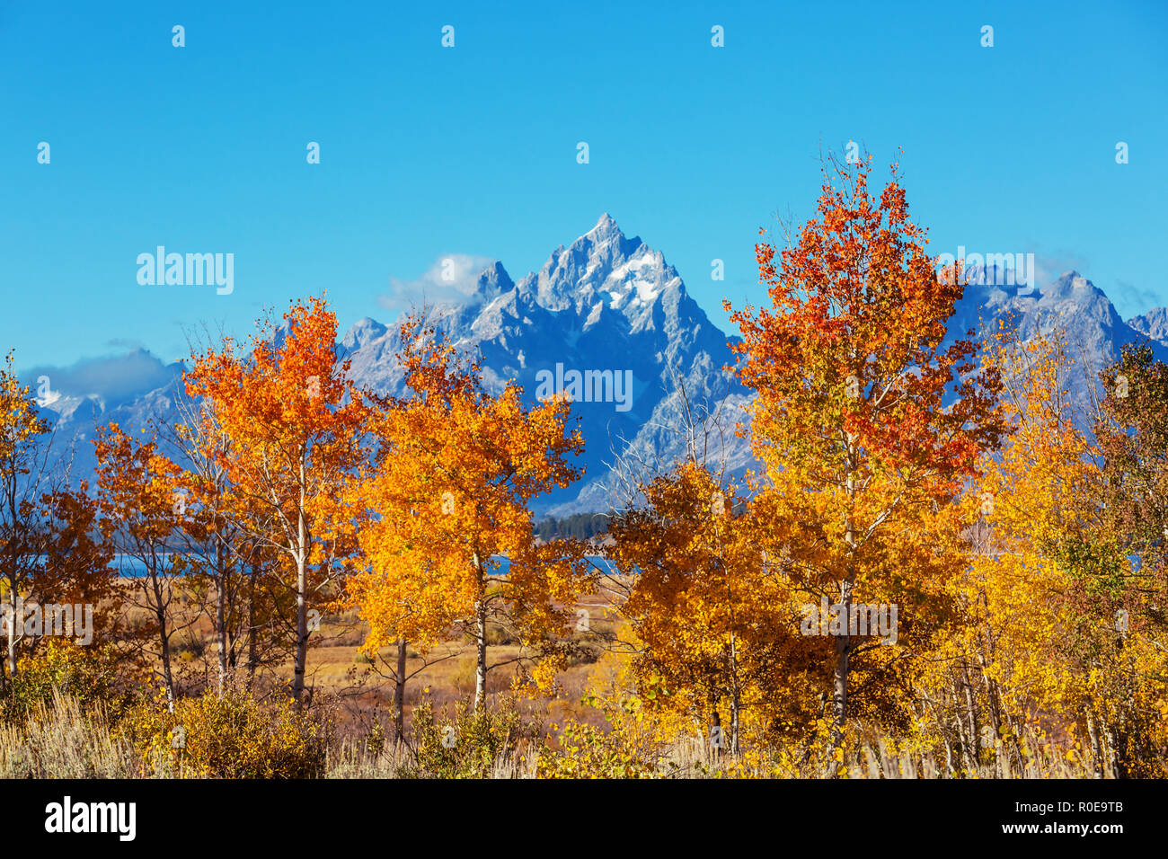 Bright colors of the Fall season in Grand Teton National Park, Wyoming ...
