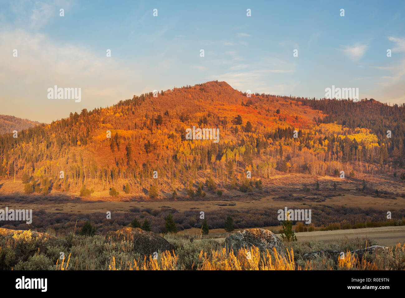 Autumn scene in yellow tones Stock Photo - Alamy