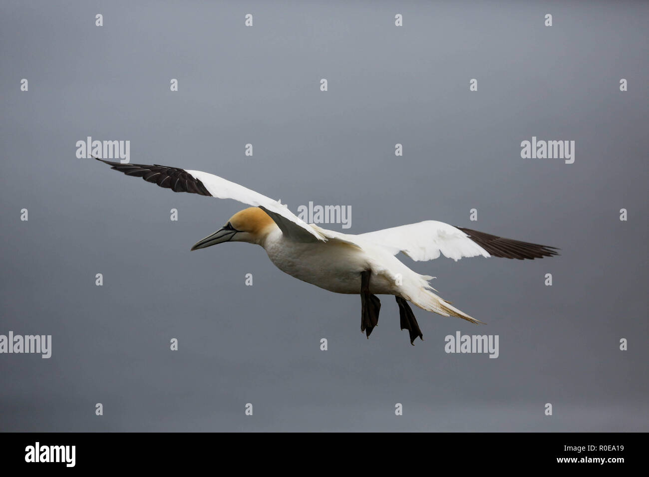 Aves gannet hi-res stock photography and images - Alamy