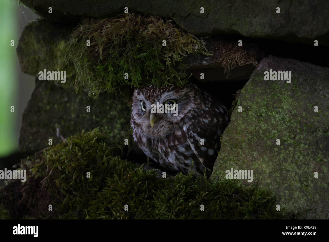 Little owl portrait format hi-res stock photography and images - Alamy