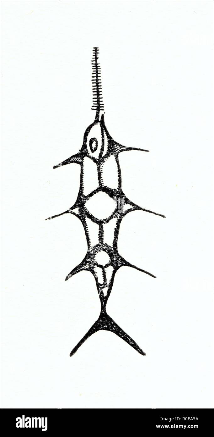 ART PRIMITIF . DESSIN. PRÉHISTOIRE. ANIMAUX Stock Photo - Alamy