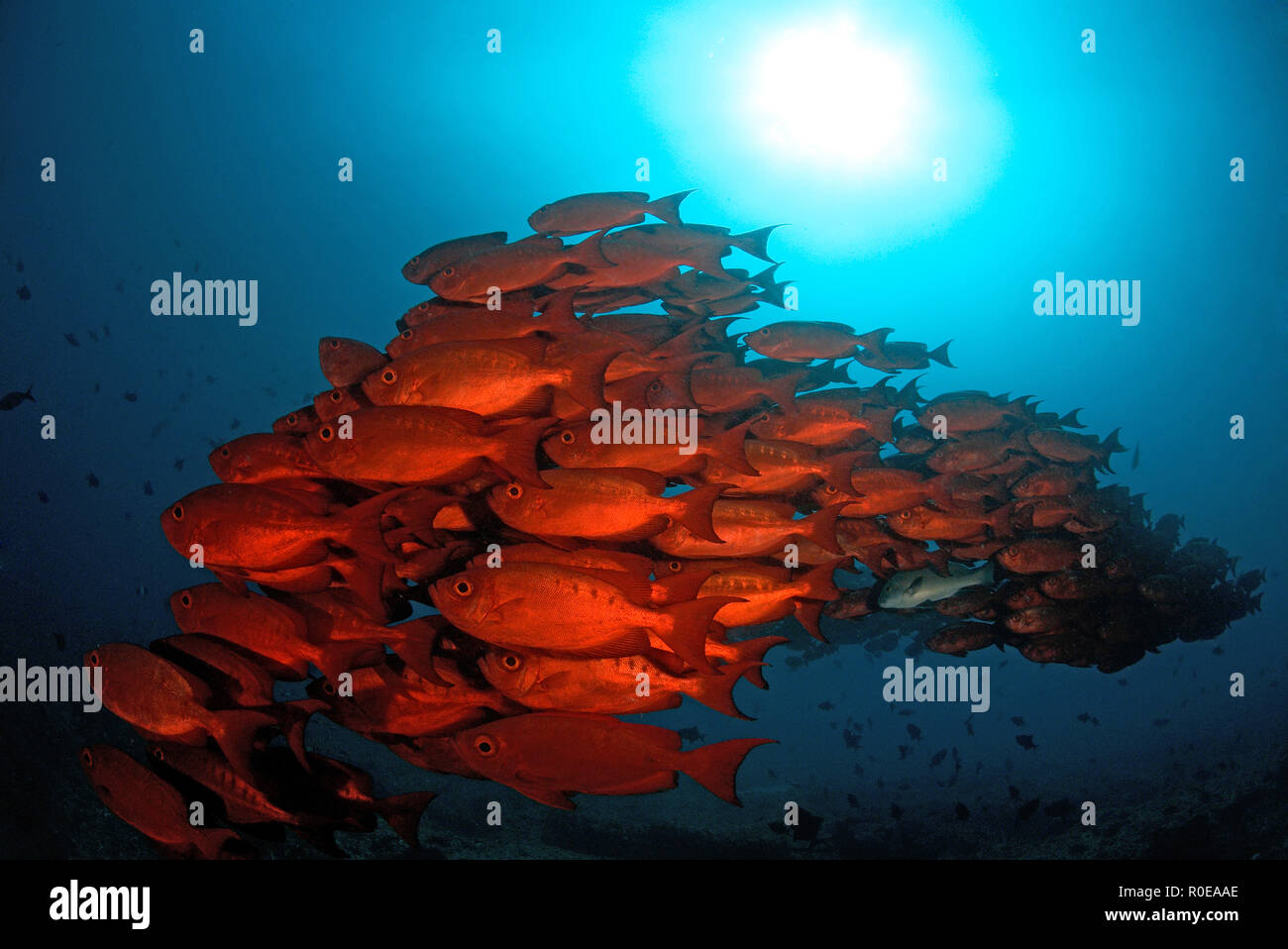 Lunar-tailed bigeye, goggle eye or Moontail bullseye (Priacanthus ...