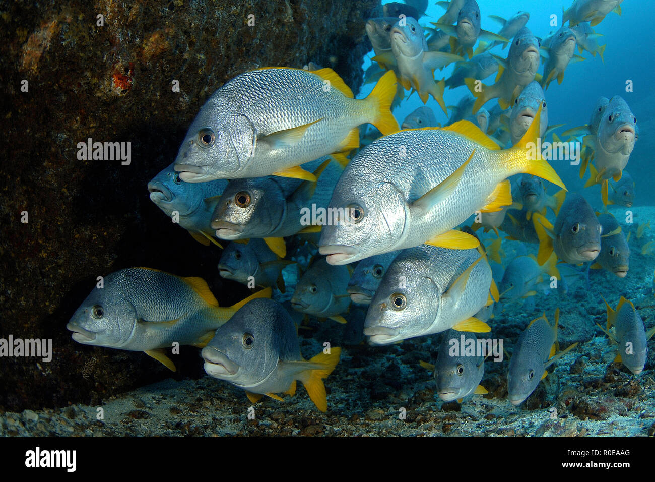 Yellow tailed grunt hi-res stock photography and images - Alamy