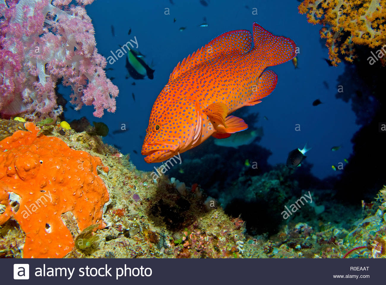 Coral Trout Stock Photos & Coral Trout Stock Images - Alamy