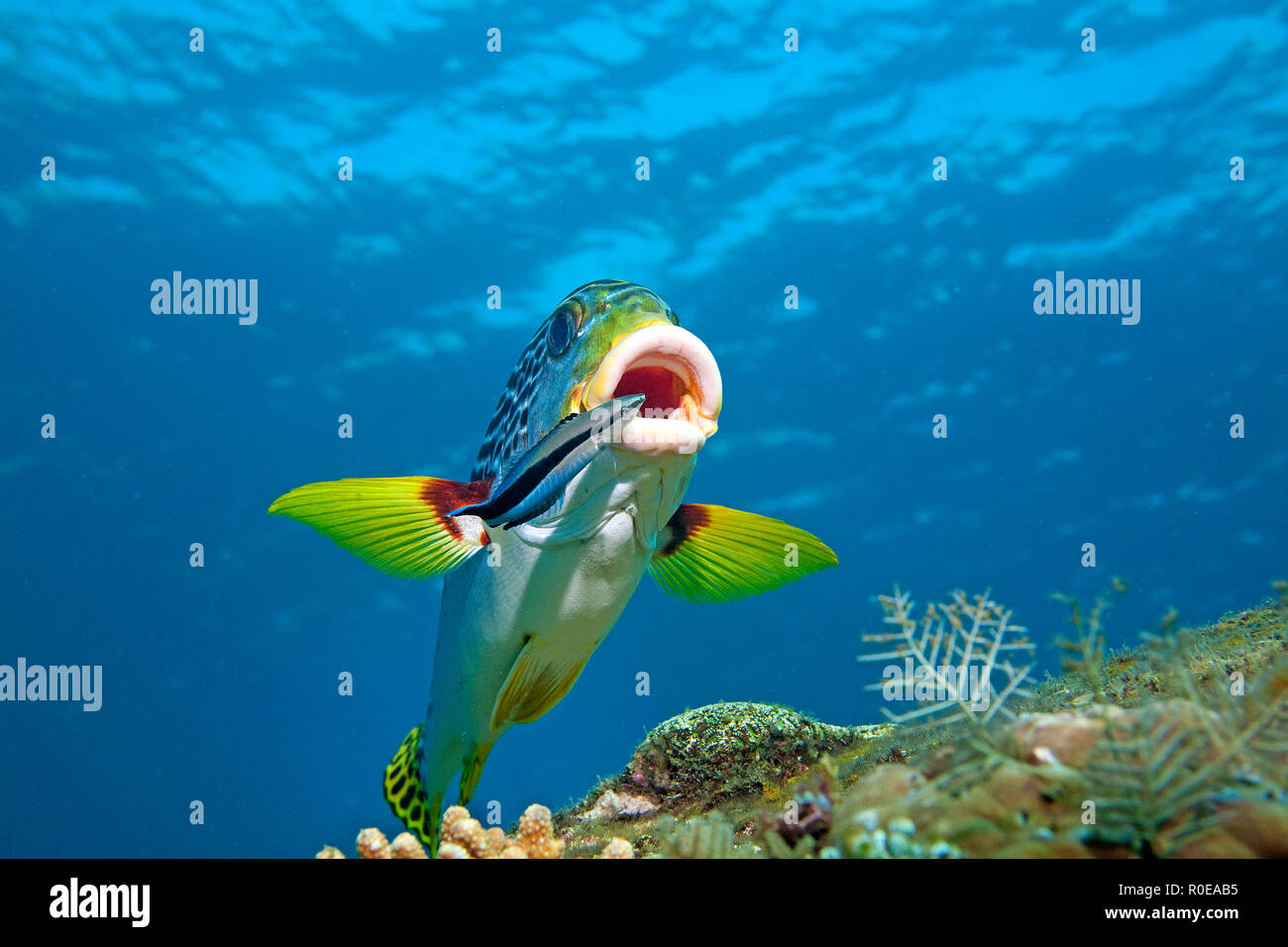 Putzerlippfische hi-res stock photography and images - Alamy