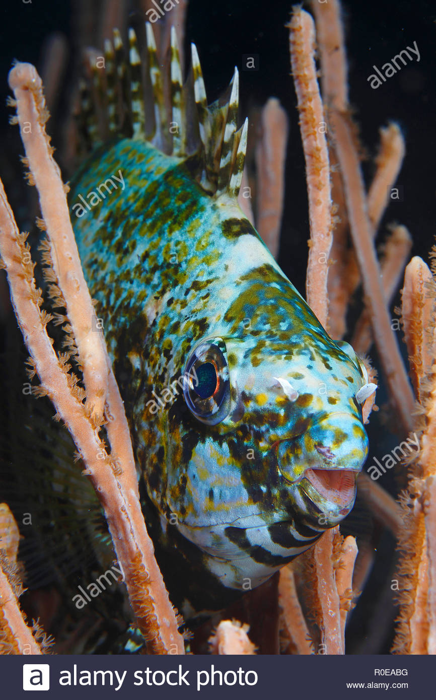 Rabbitfish Stock Photos & Rabbitfish Stock Images - Alamy