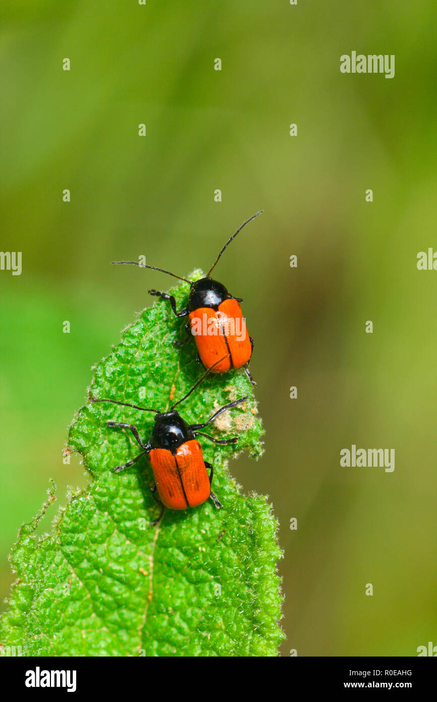 Pot beetles hi-res stock photography and images - Alamy