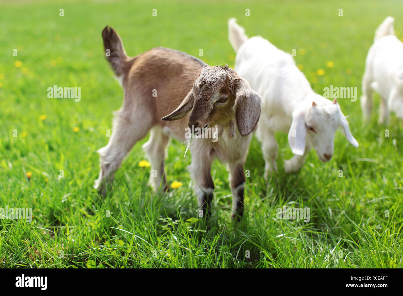 Little brown goat kid grazing, grass leaf in her mouth. More goats in ...