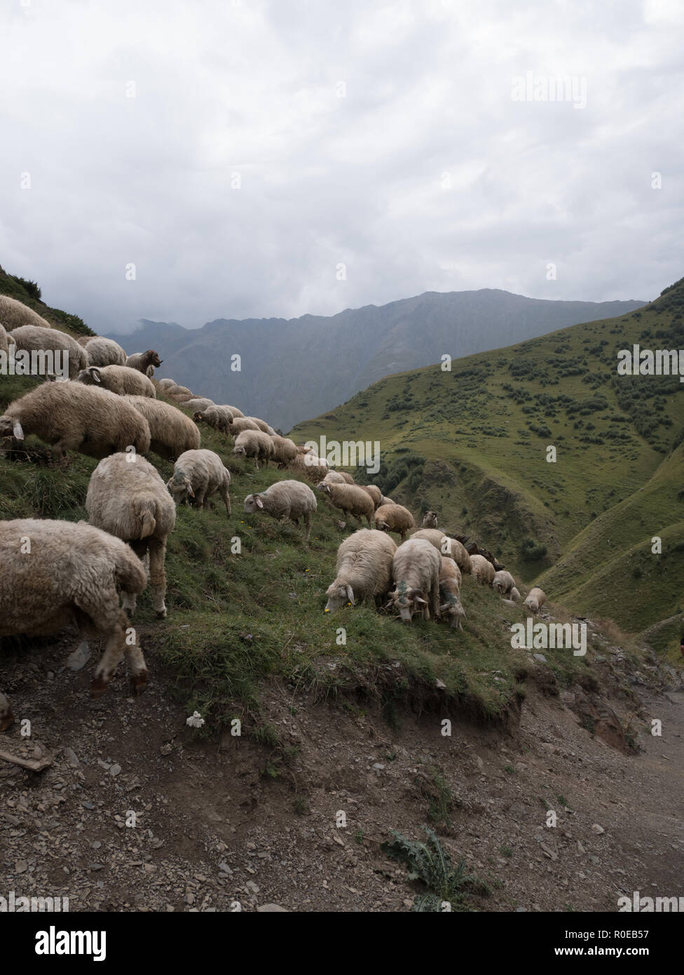 Shepherd Leading His Flock High Resolution Stock Photography and Images ...