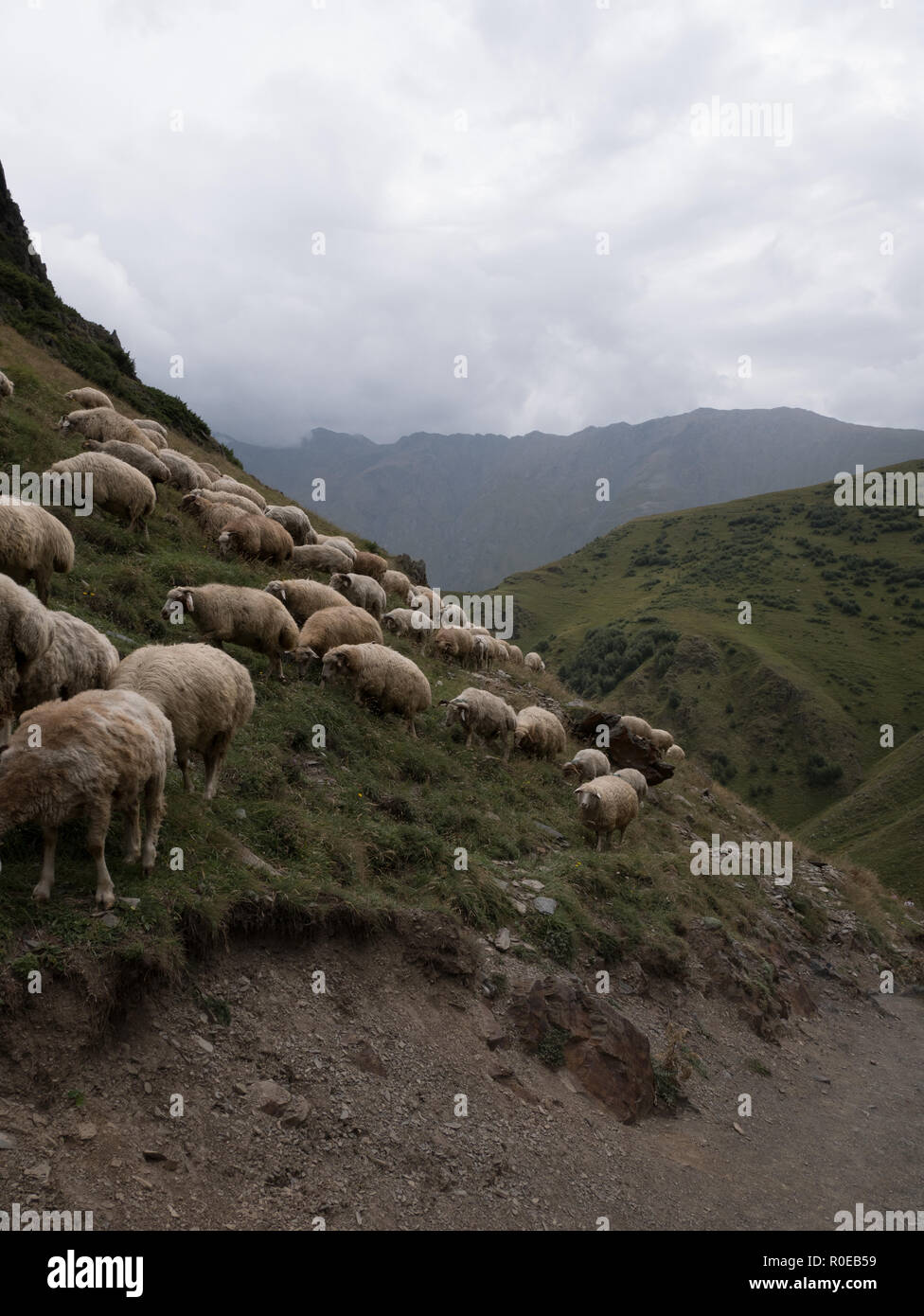 A shepherd and his flock on the side of the path leading up to the ...