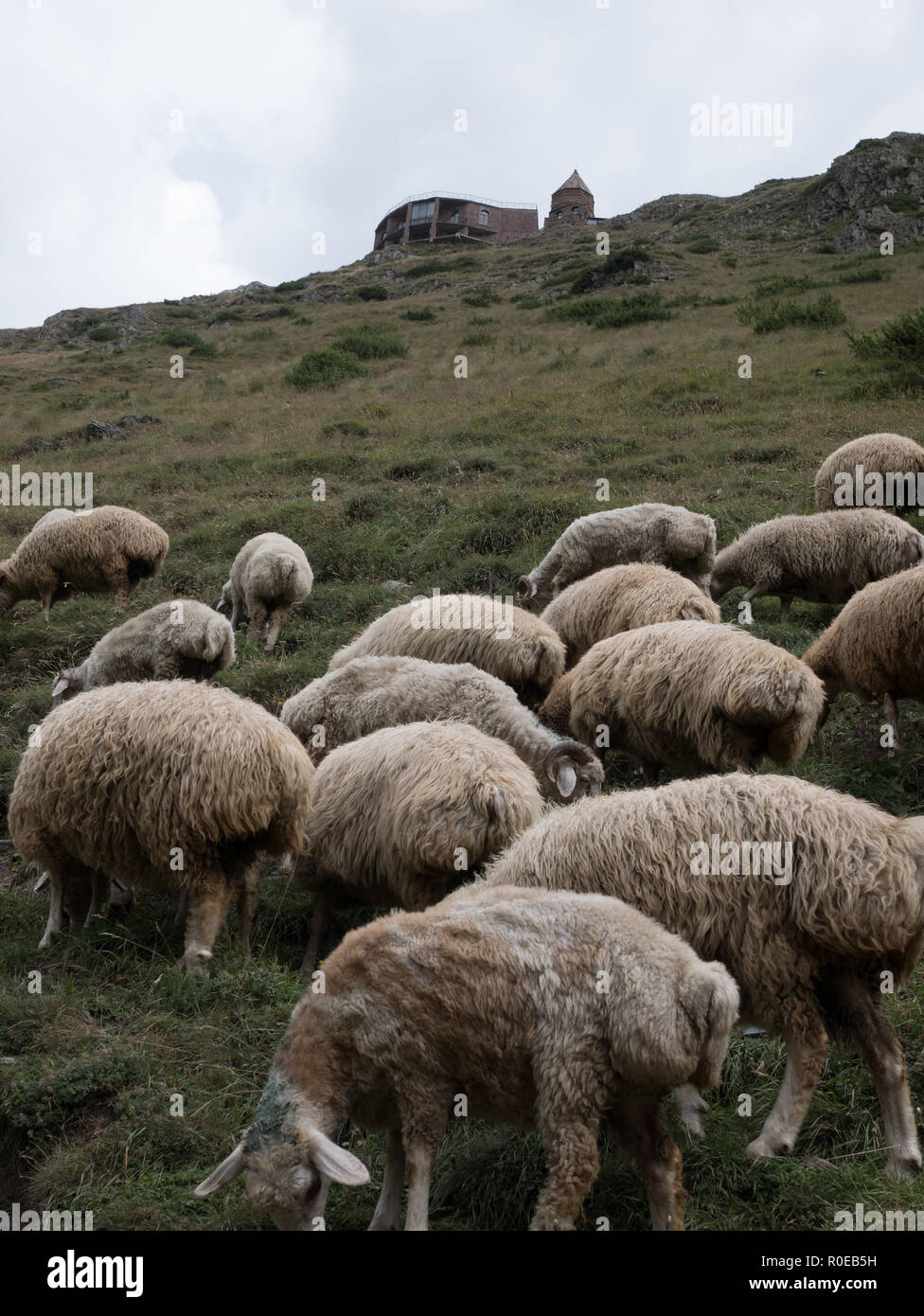 Shepherd leading his flock hi-res stock photography and images - Alamy