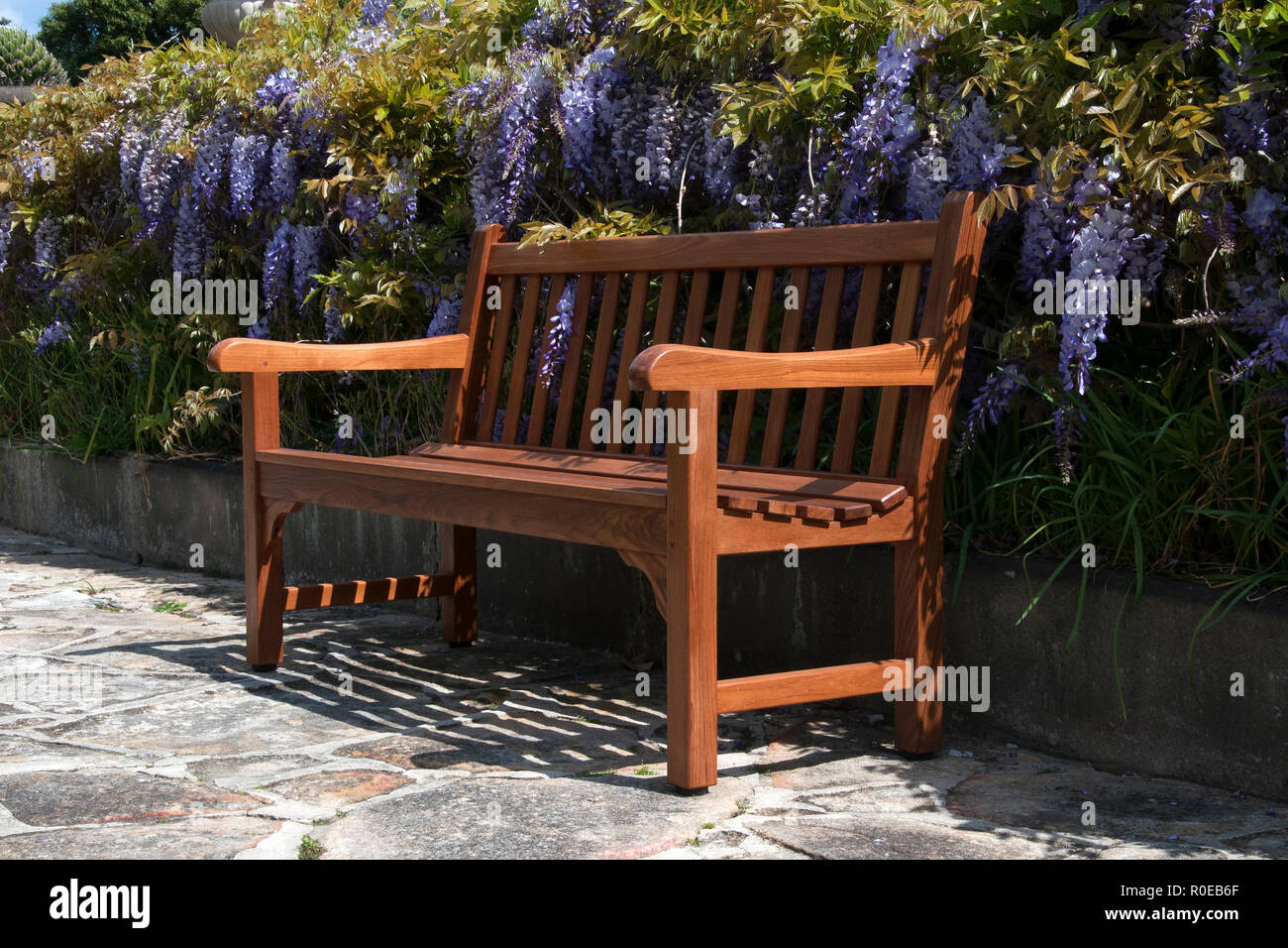 Sydney Australia, wooden garden bench on front of a wisteria hedge with ...