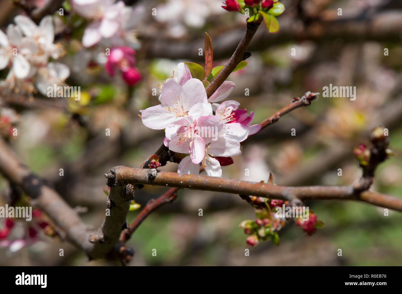 Sydney Australia, fruit tree with first spring blossoms Stock Photo - Alamy