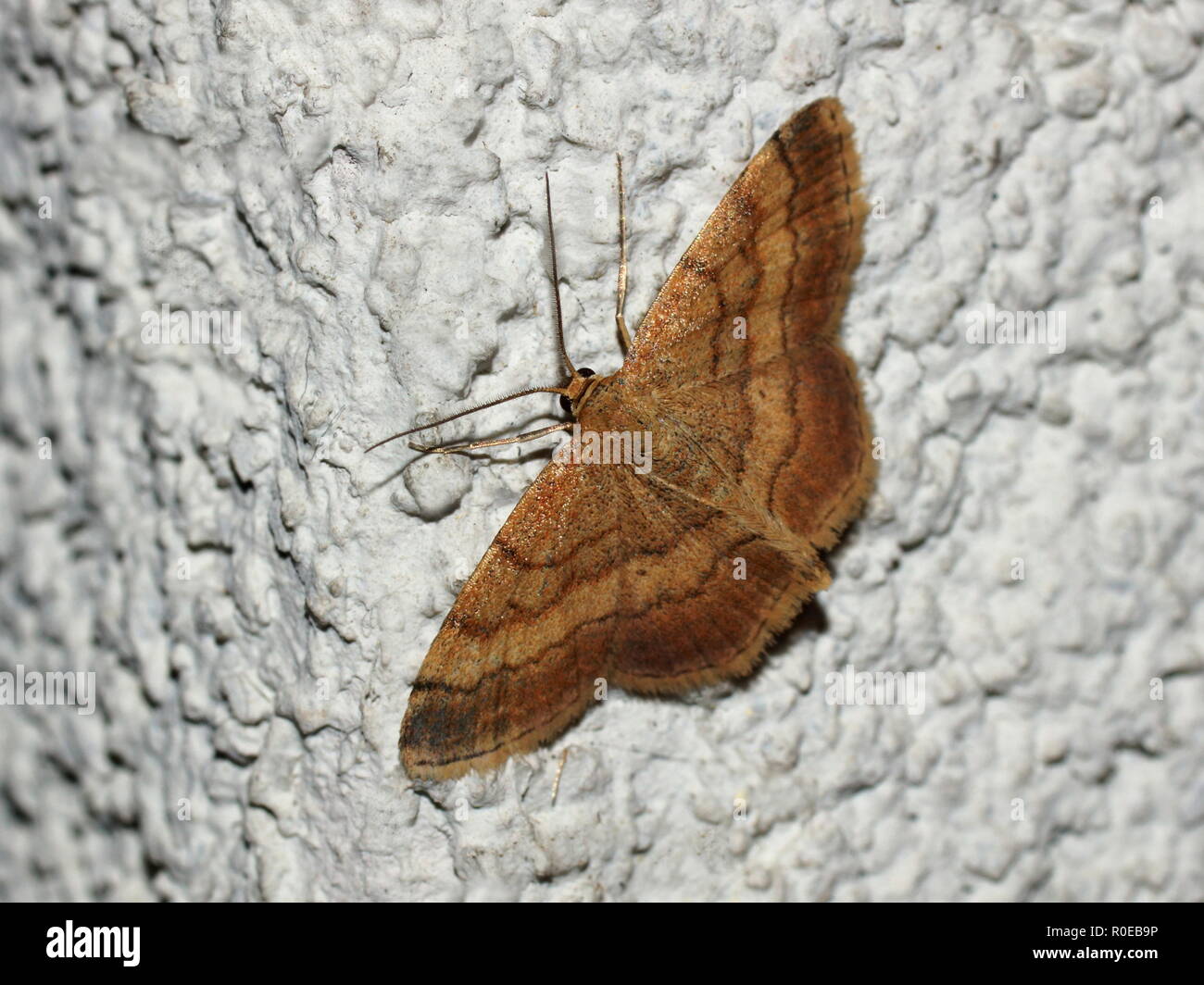 Scopula rubiginata, the tawny wave, is a moth of the family Geometridae ...