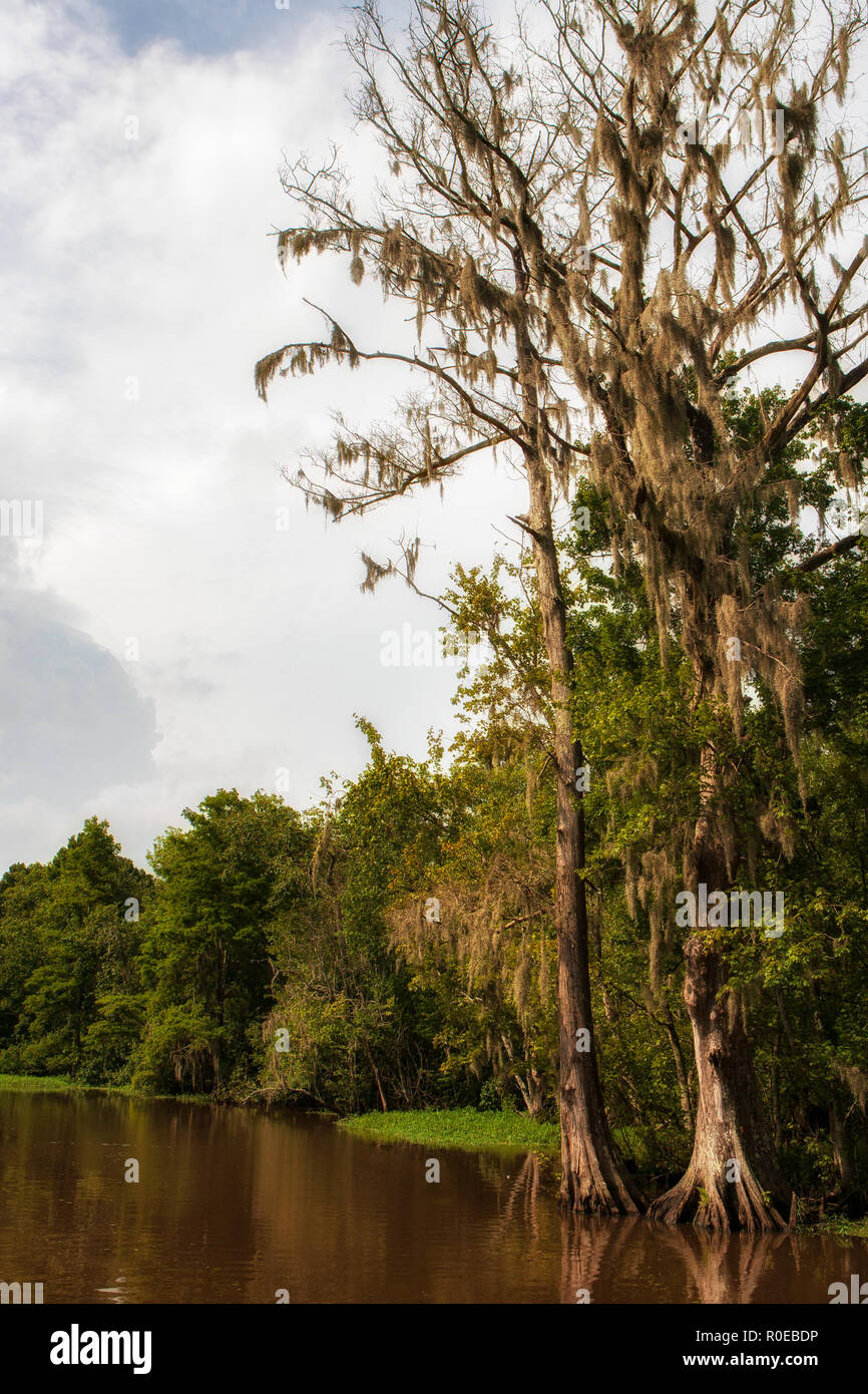 The fragile ecosystem of a Louisiana swamp, Bayou L’Ours near Thibodaux ...