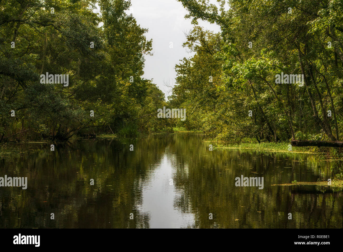 The fragile ecosystem of a Louisiana swamp, Bayou L’Ours near Thibodaux ...