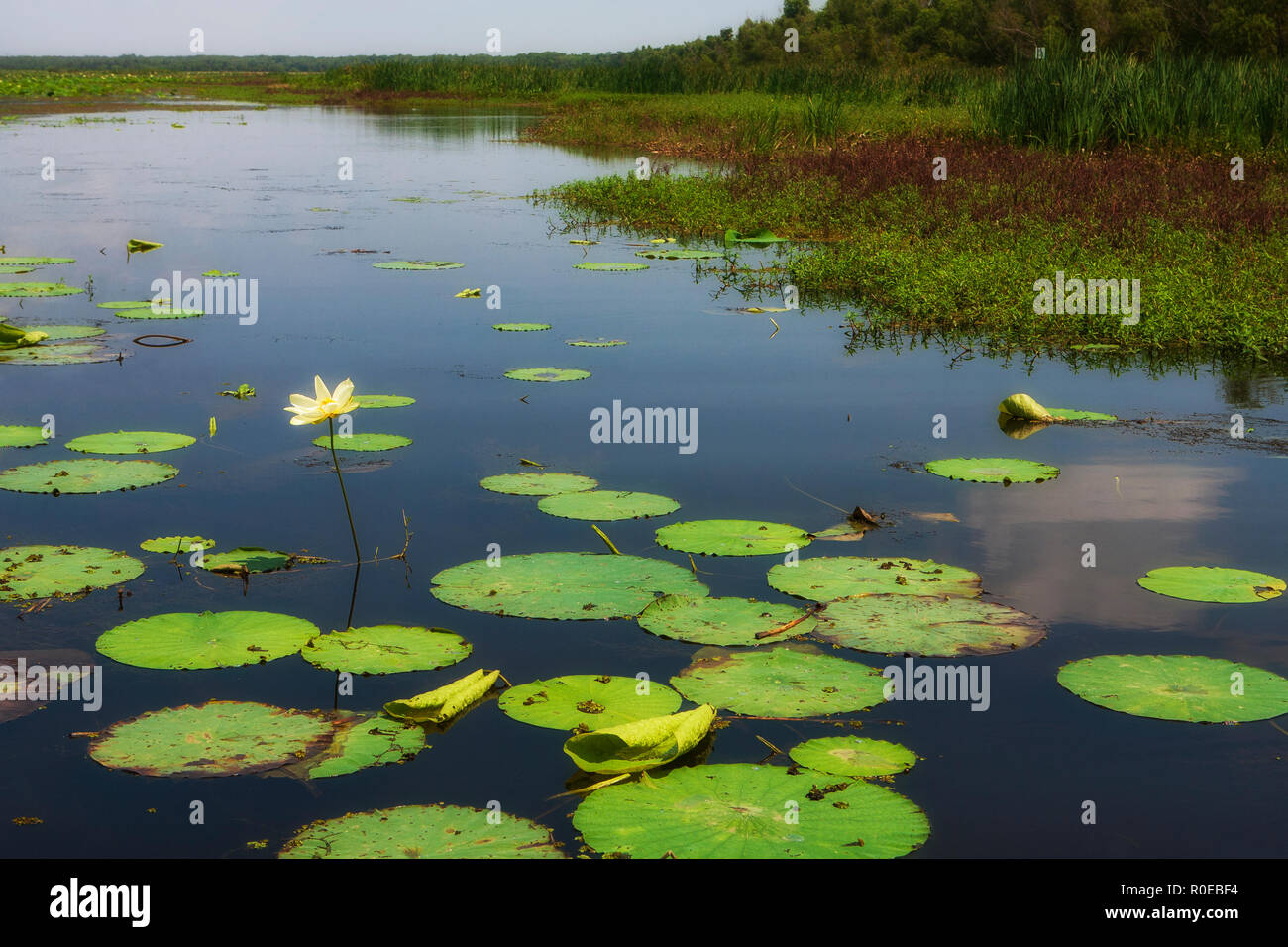 The fragile ecosystem of a Louisiana swamp, Bayou L’Ours near Thibodaux ...