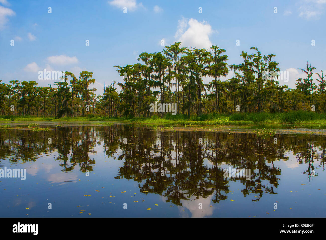 The fragile ecosystem of a Louisiana swamp, Bayou L’Ours near Thibodaux ...