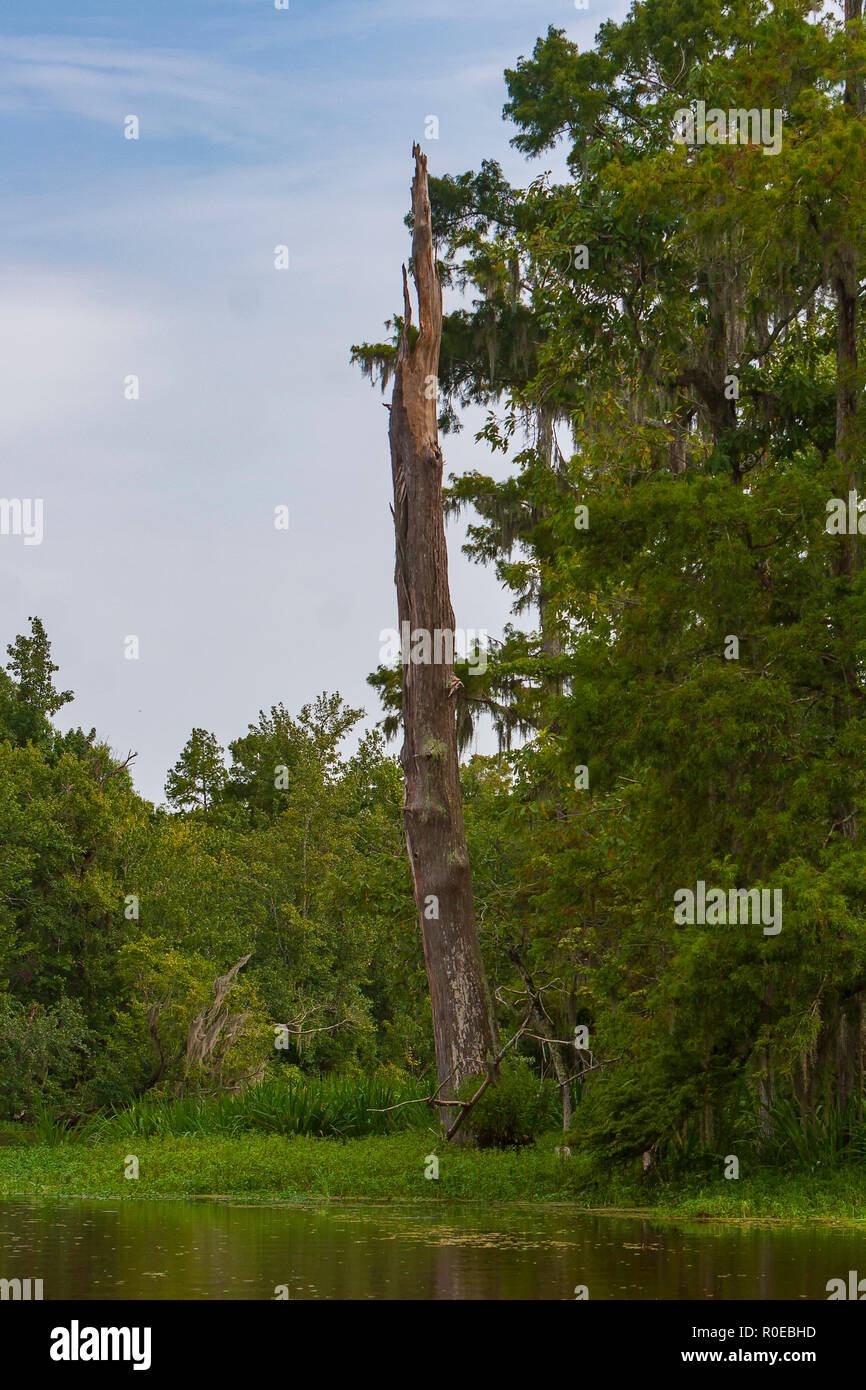 The fragile ecosystem of a Louisiana swamp, Bayou L’Ours near Thibodaux ...