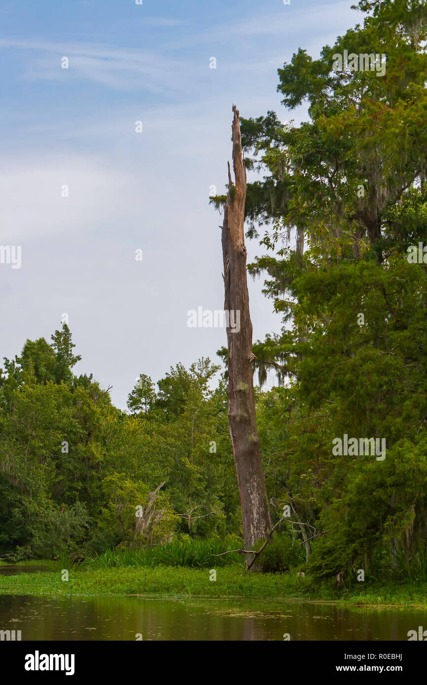 The fragile ecosystem of a Louisiana swamp, Bayou L’Ours near Thibodaux ...
