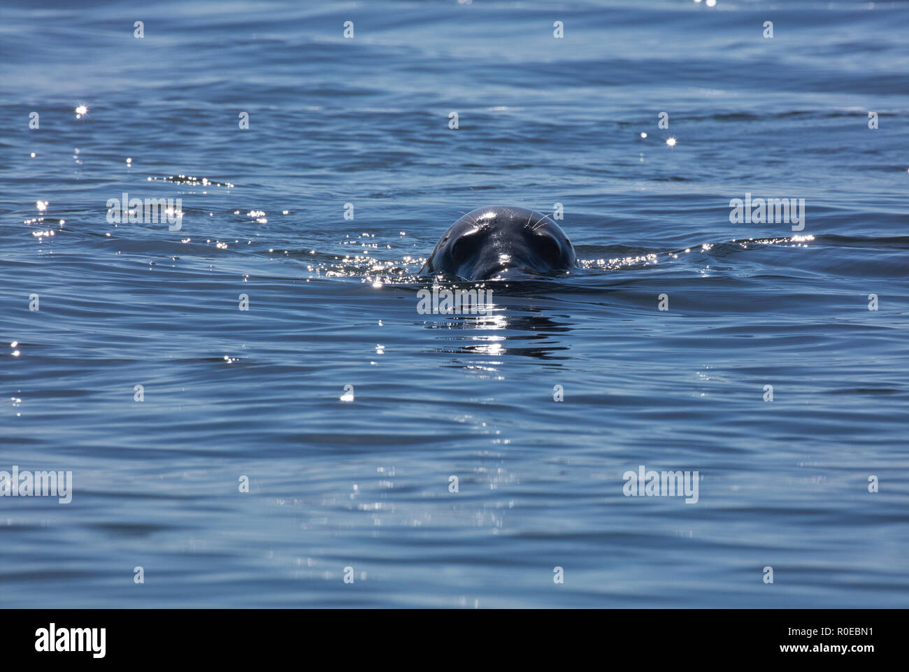 Head just above water hi-res stock photography and images - Alamy