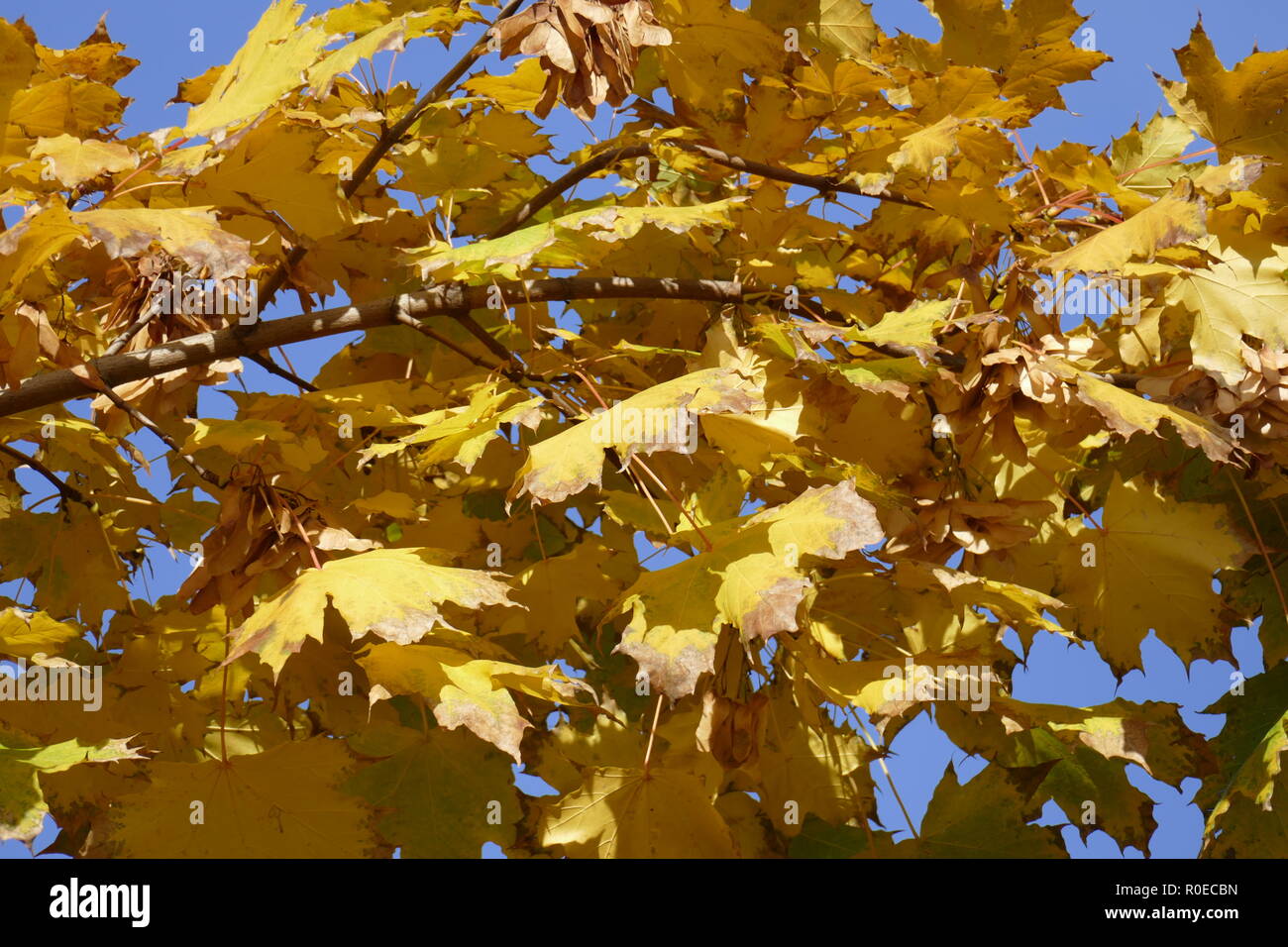 yellow discolored maple leaves on a tree Stock Photo - Alamy