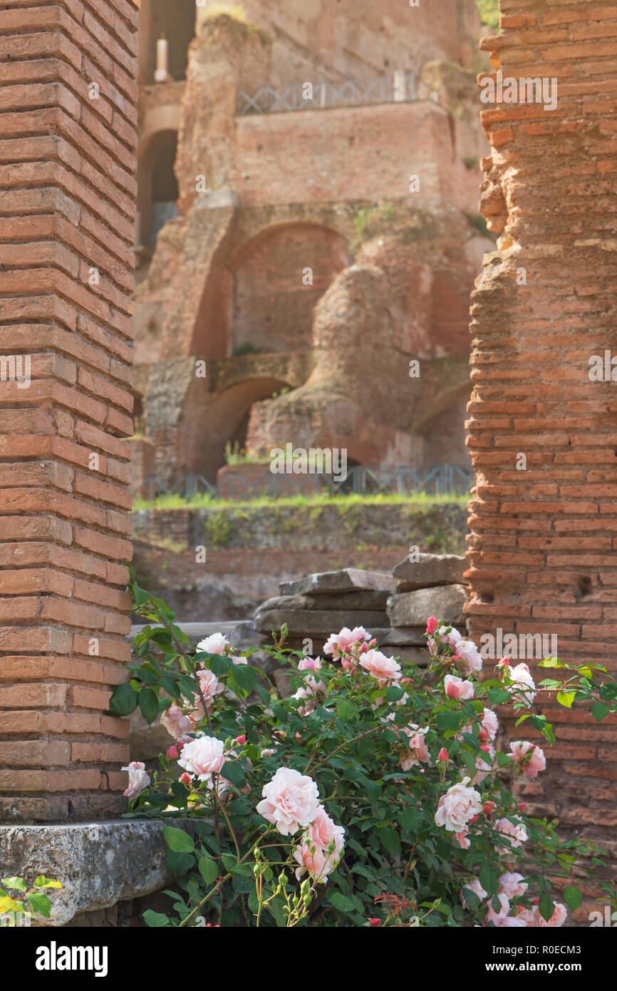 Still life with pink roses and ancient brick columns in Forum Romanum ...