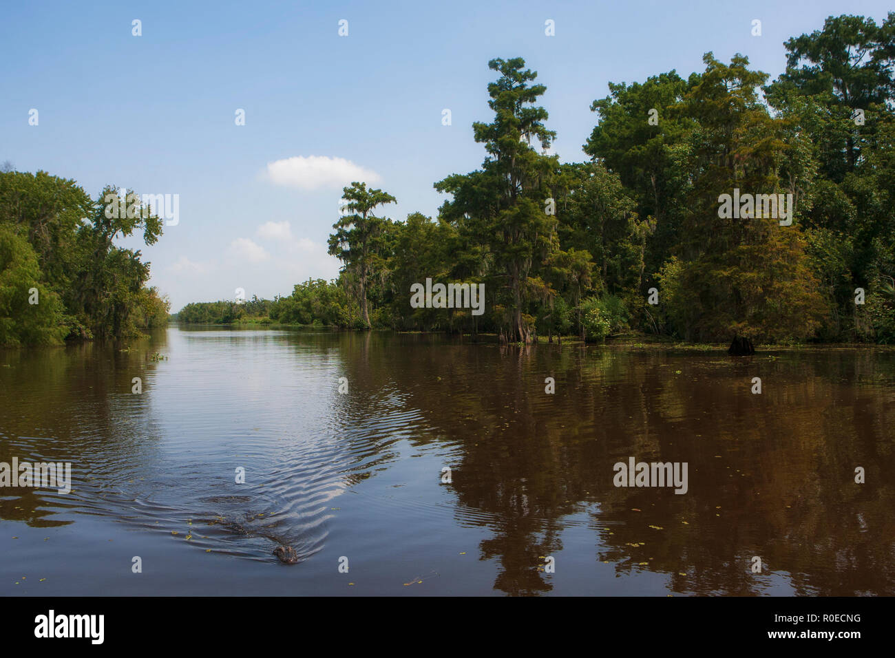 An aligator in the fragile ecosystem of a Louisiana swamp, Bayou L’Ours ...