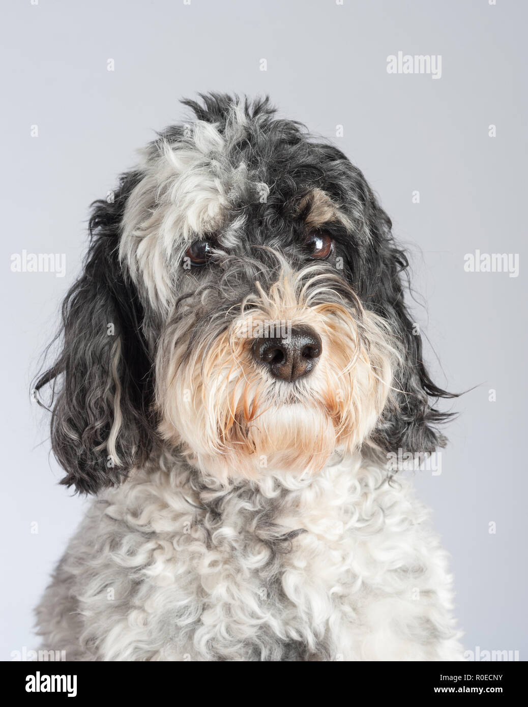 Black cockapoo hi-res stock photography and images - Alamy