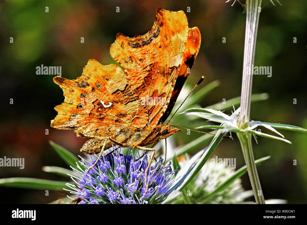 Comma Butterfly (Polygonia c-album) On A flower Berkshire UK Stock ...
