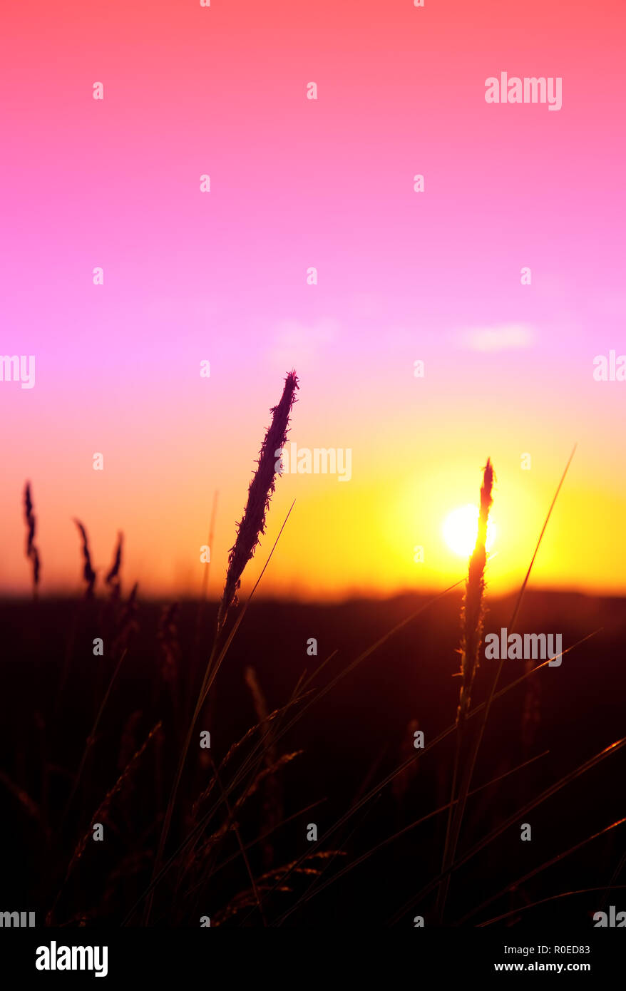golden sunset through the grass Stock Photo - Alamy