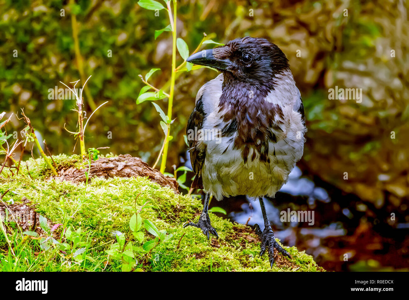Crow corvus cornix norway hi-res stock photography and images - Alamy