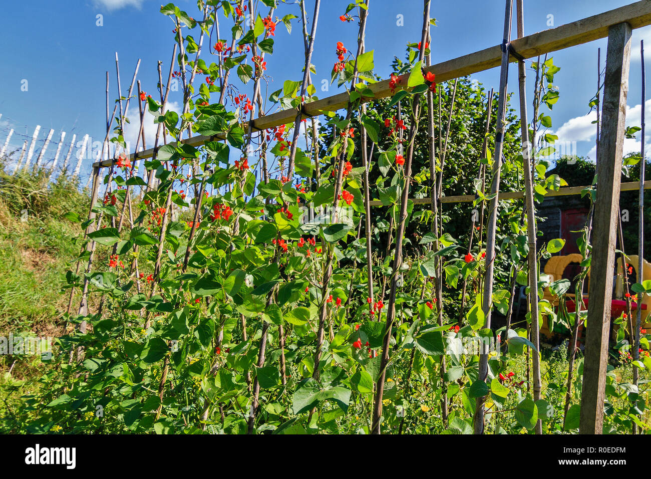 Flowering Runner Beans UK Stock Photo - Alamy