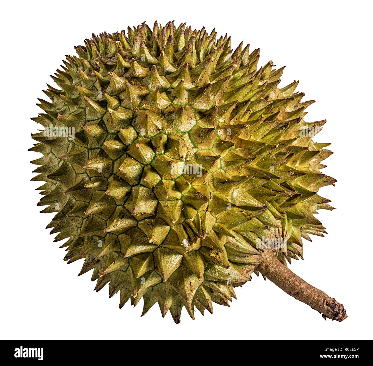 Durian isolated on white background Stock Photo - Alamy