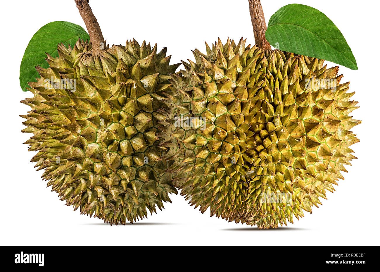 Durian isolated on white background Stock Photo - Alamy
