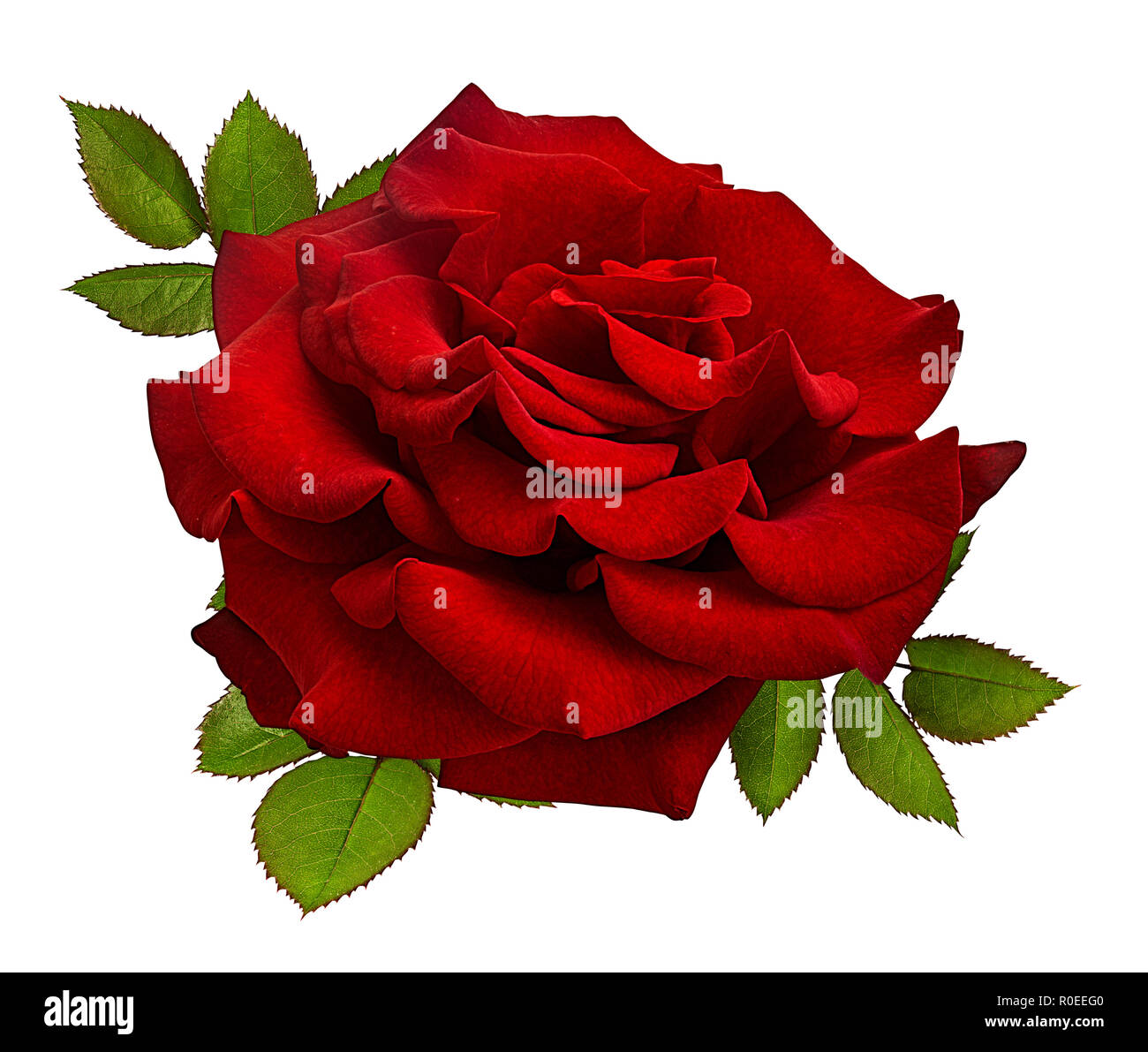 rose isolated on white background Stock Photo - Alamy
