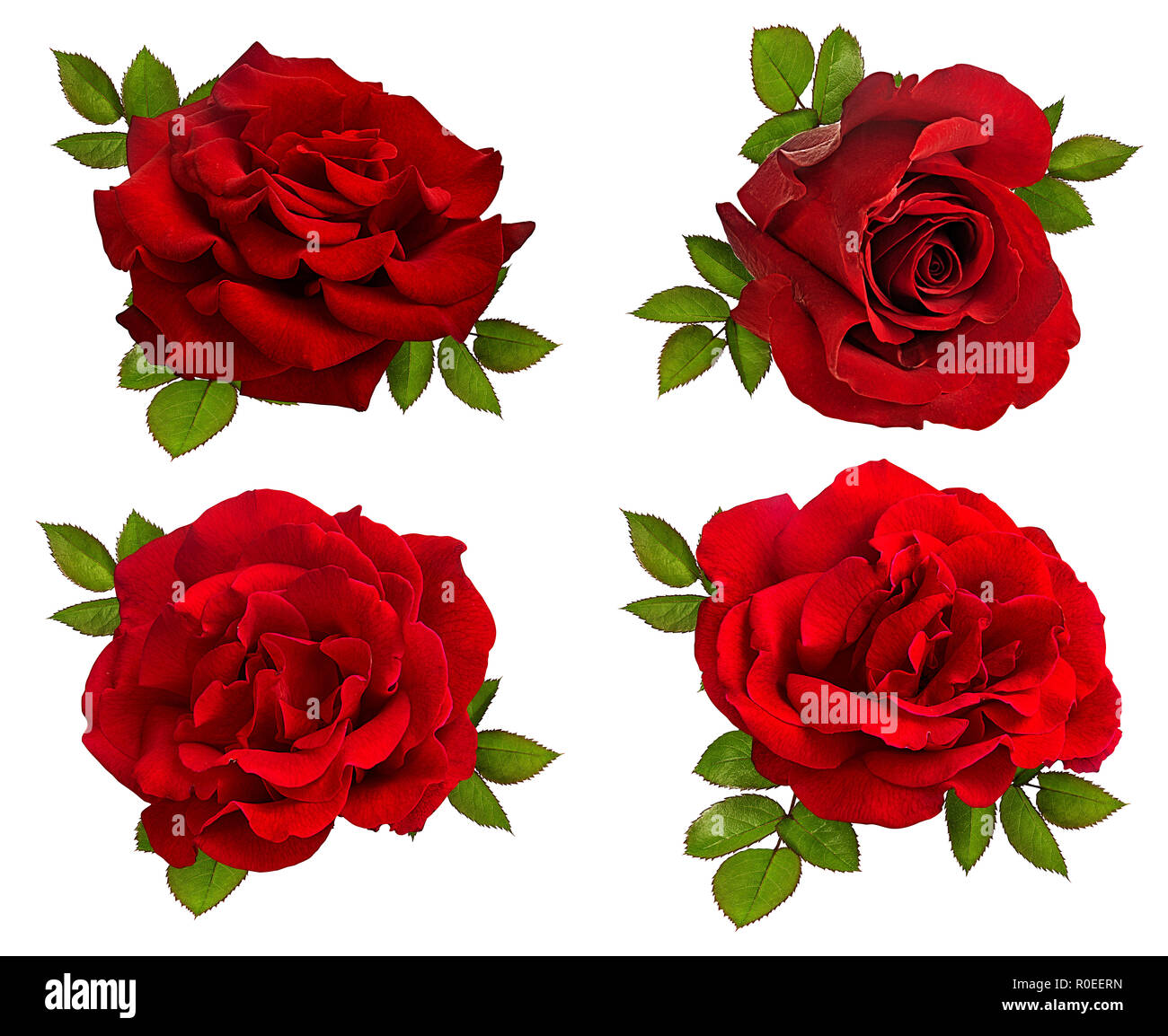 rose isolated on white background Stock Photo - Alamy