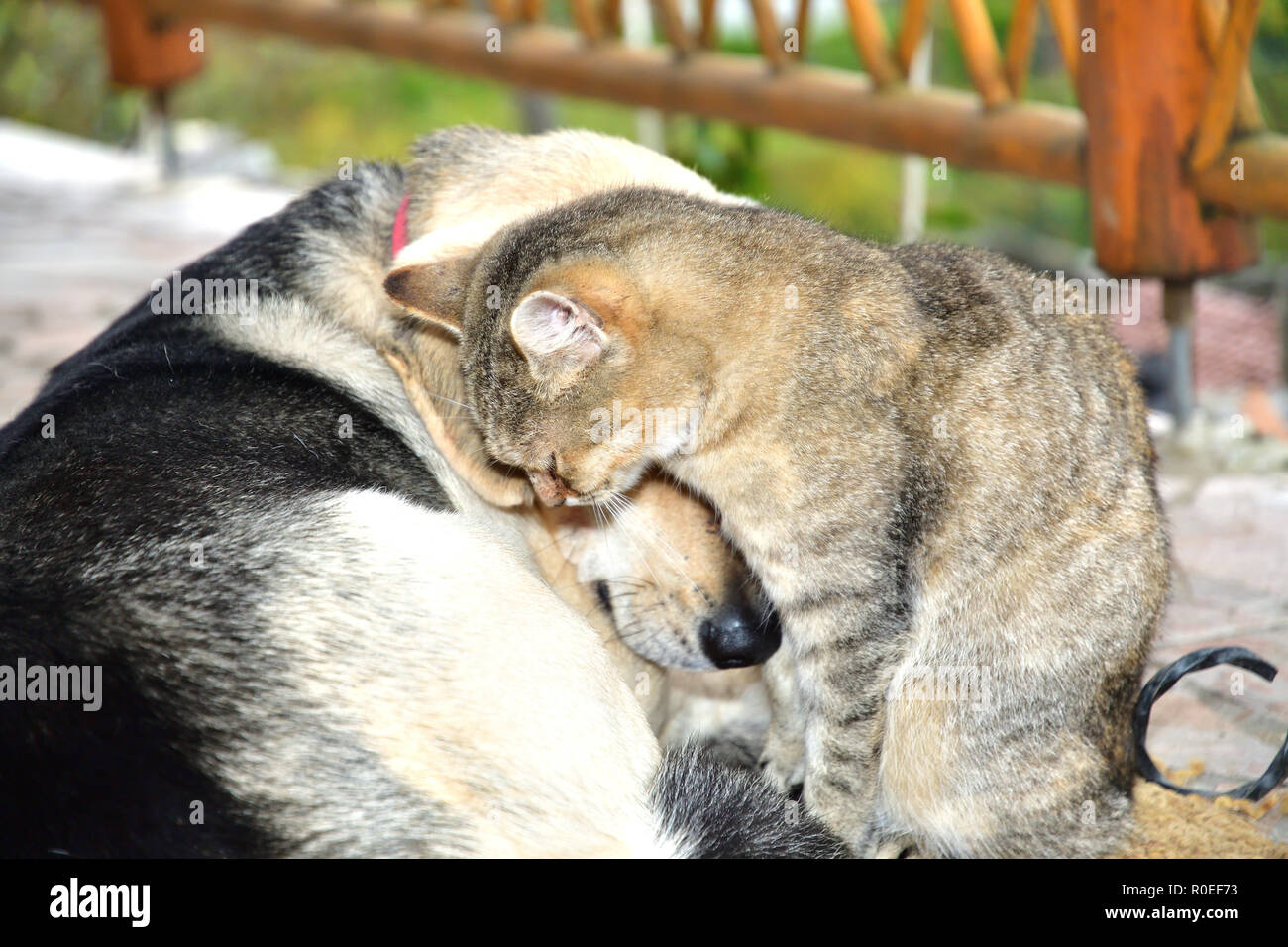 Dog and cat to snuggle in animal love best friends Stock Photo - Alamy