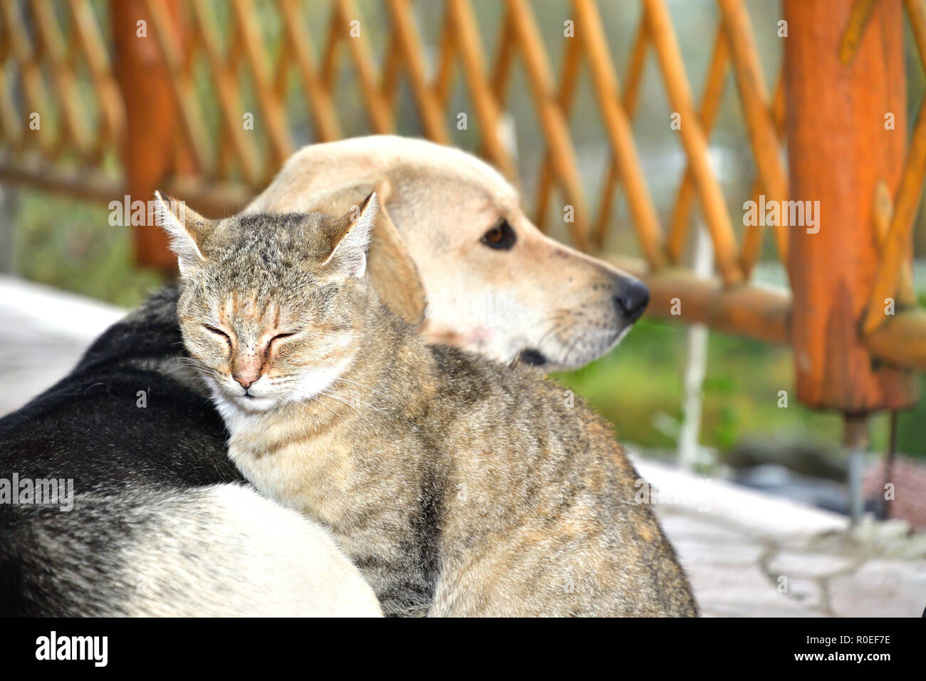 Dog and cat to snuggle in animal love best friends Stock Photo - Alamy